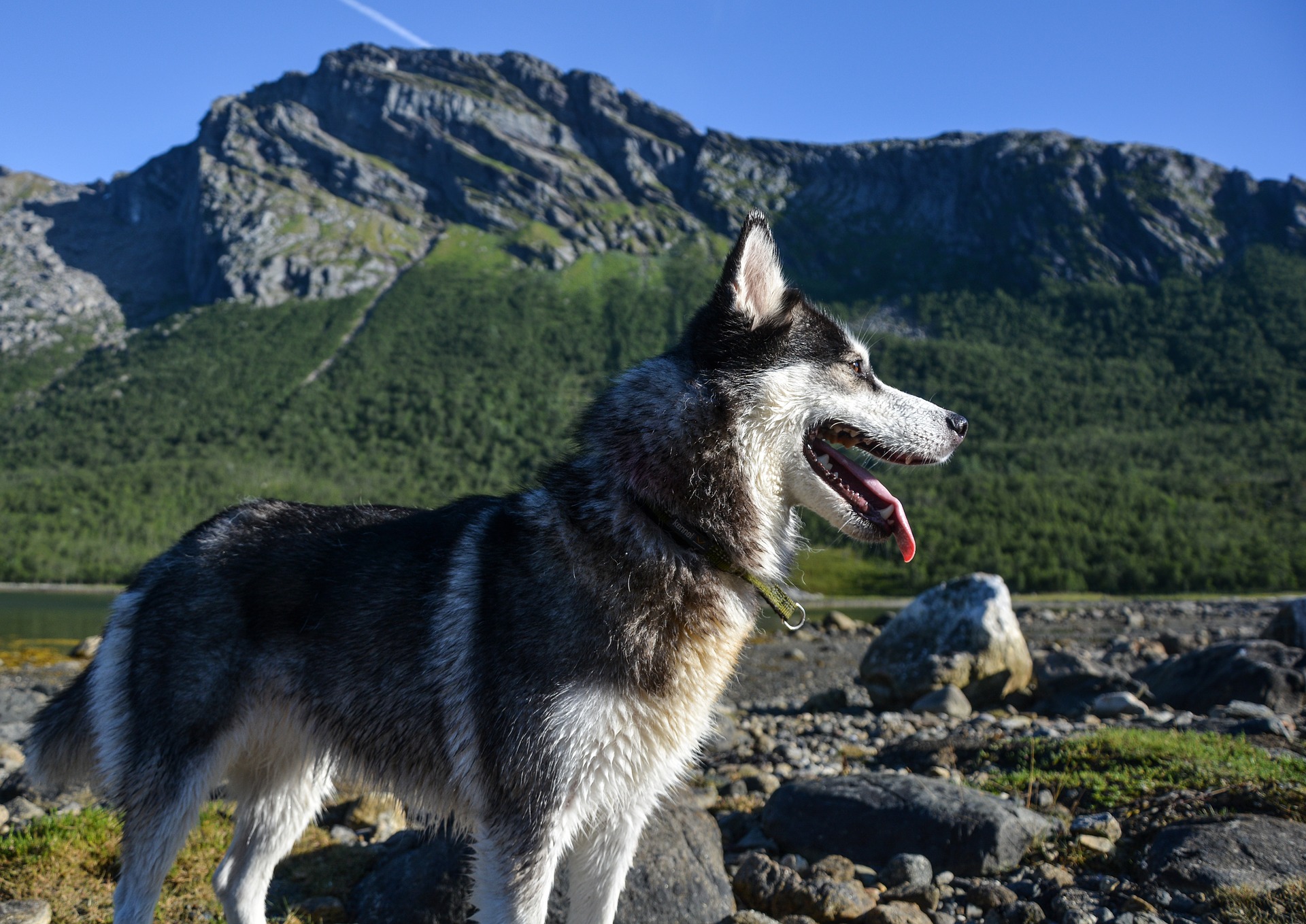 9 Great Tips For Taking Your Dog On Vacation - Bucket List Adventures Guide